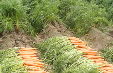 Rozpoczęły się zbiory marchwi - Fresh-market.pl