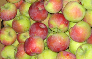 Paulared na eksport coraz tańszy - Fresh-market.pl