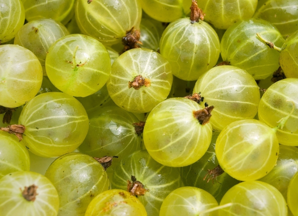 Agrest – kiedy i w jakiej cenie? - Fresh-market.pl